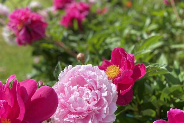 Ånimskog, Åmål, Stuga 58437, 4 personer, Gratis internet