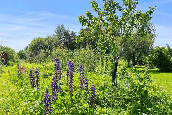 Levide, Gotland, Stuga 62592, 6 personer, Gratis internet